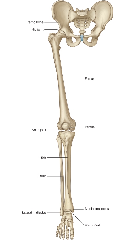 Prelom kostiju - fibula kost, kalus, tibia kost, fraktura