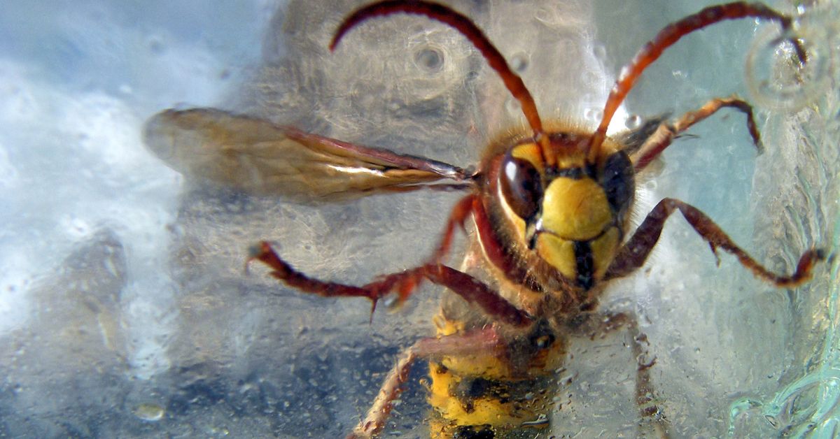 Ubod pčele, ose i stršljena - kako smanjiti otok od ujeda insekta ...