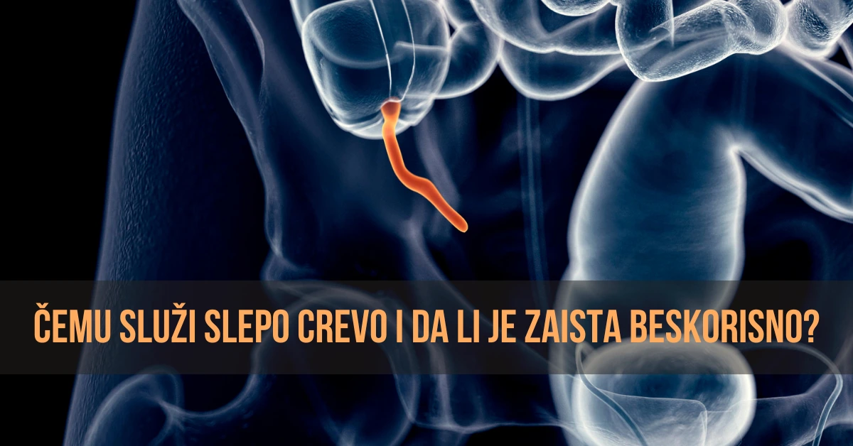 Čemu služi slepo crevo i da li je zaista beskorisno?